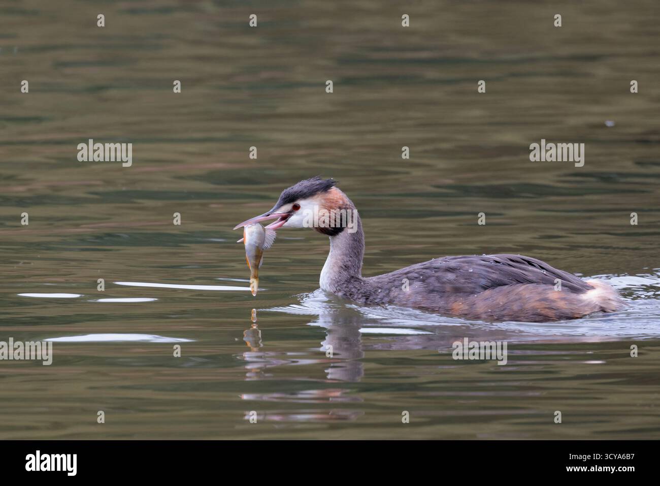 Landscape format g c grebe with perch fish hi-res stock photography and ...