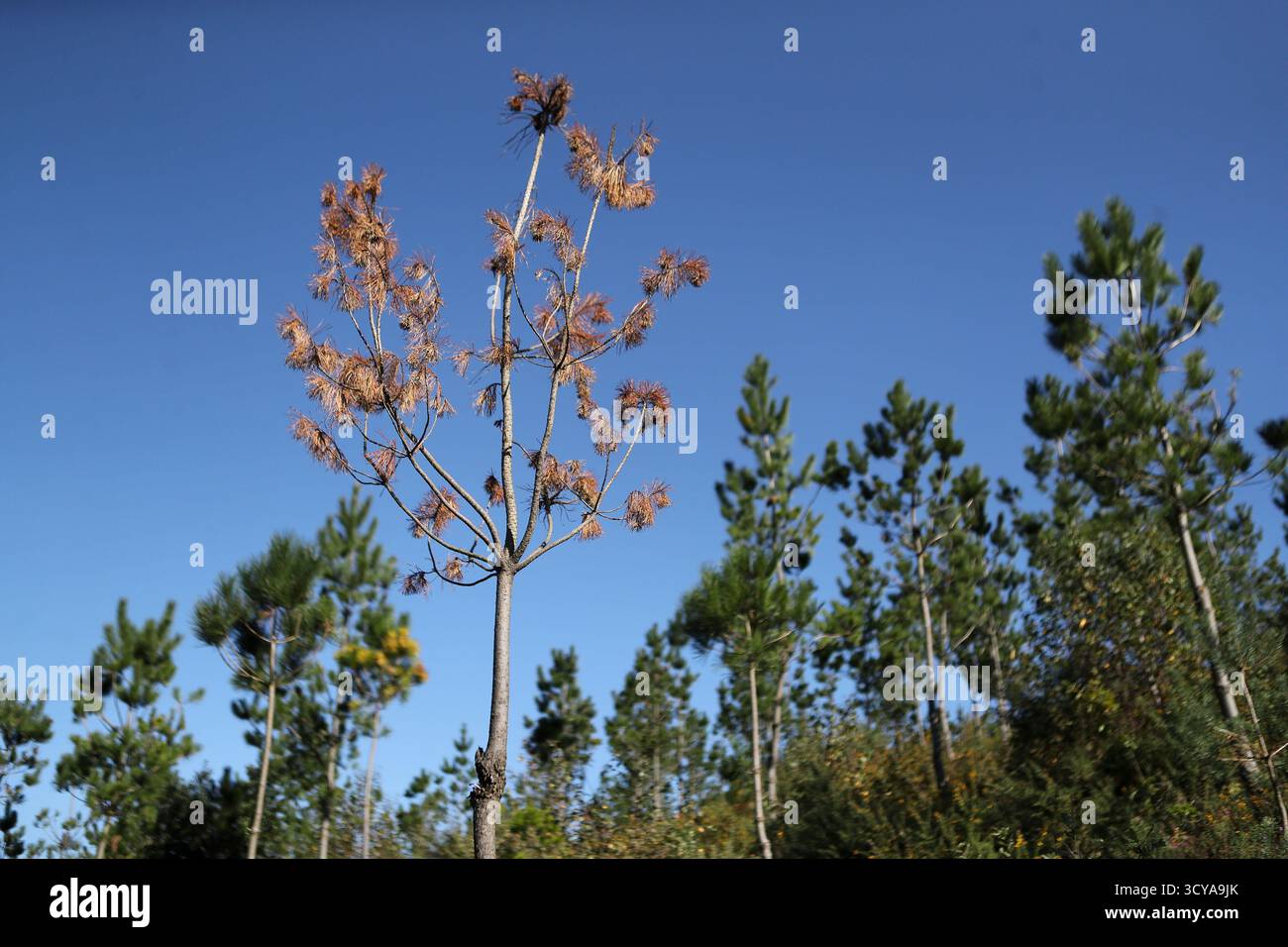 Blight suffered by Pinus Radiata, a pine species, due to the attack of ...
