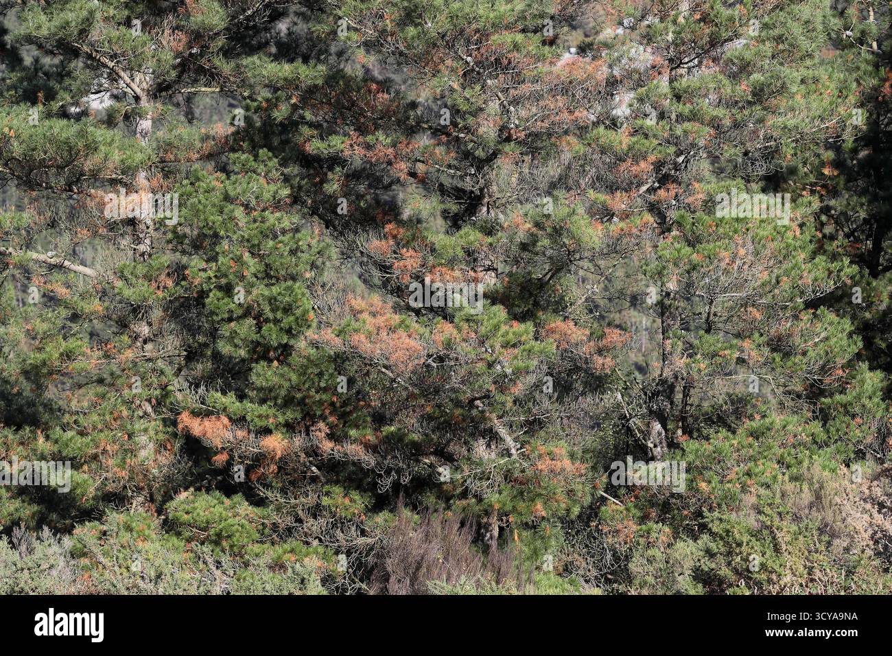 Blight suffered by Pinus Radiata, a pine species, due to the attack of ...