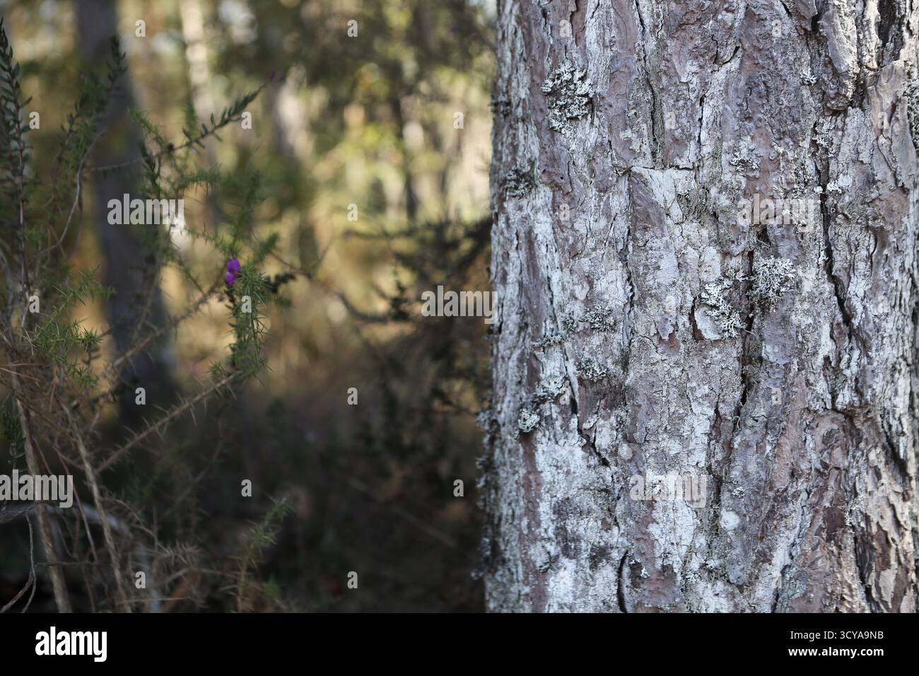 Blight suffered by Pinus Radiata, a pine species, due to the attack of ...