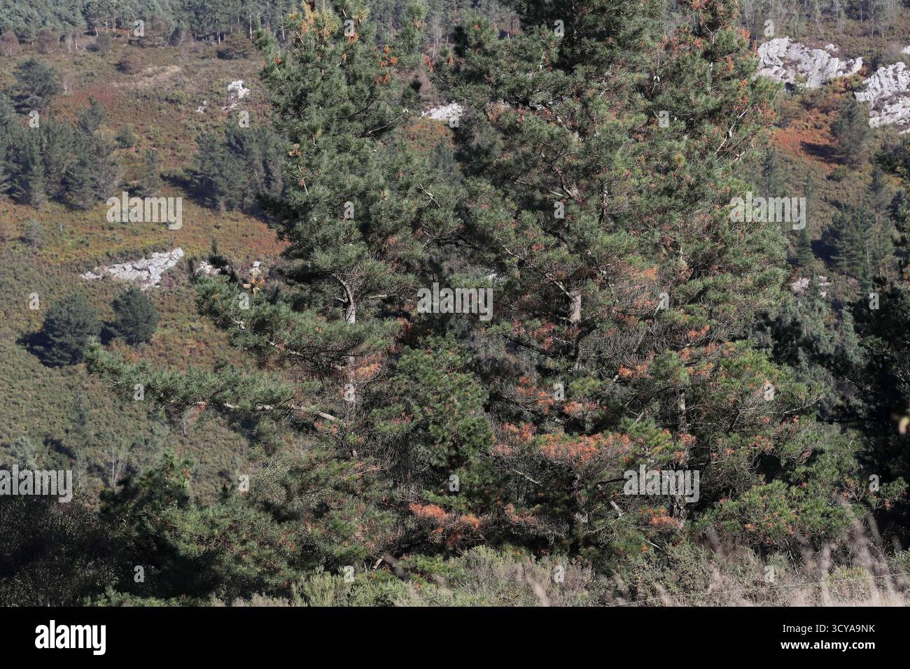 Blight suffered by Pinus Radiata, a pine species, due to the attack of ...