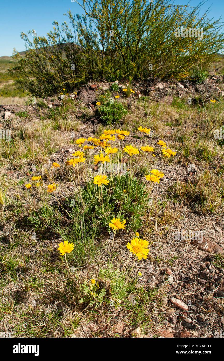 Gaillardia cabrerae, ENDEMIC ESPECIE fron Lihué Calel National Park, La ...