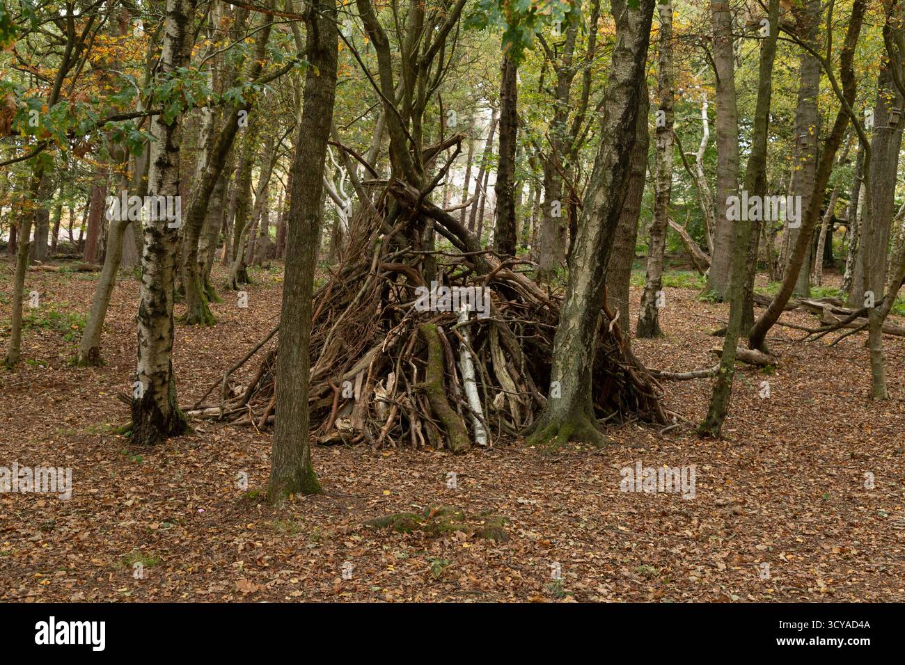 A stick wigwam (tree hut, tree shelter, wooden shelter, den, hideout ...