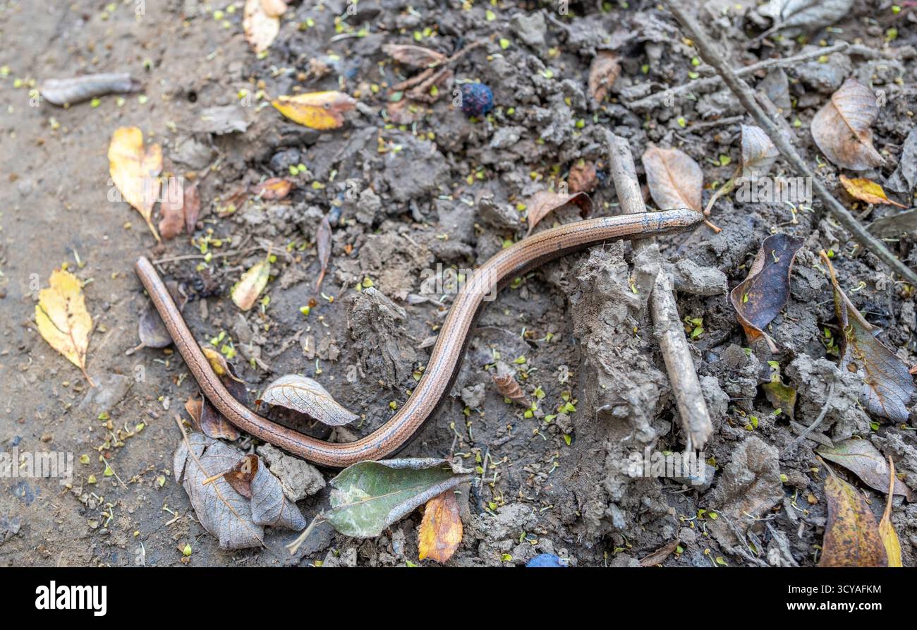 The common slow worm, Anguis fragilis,species of legless lizard Stock ...