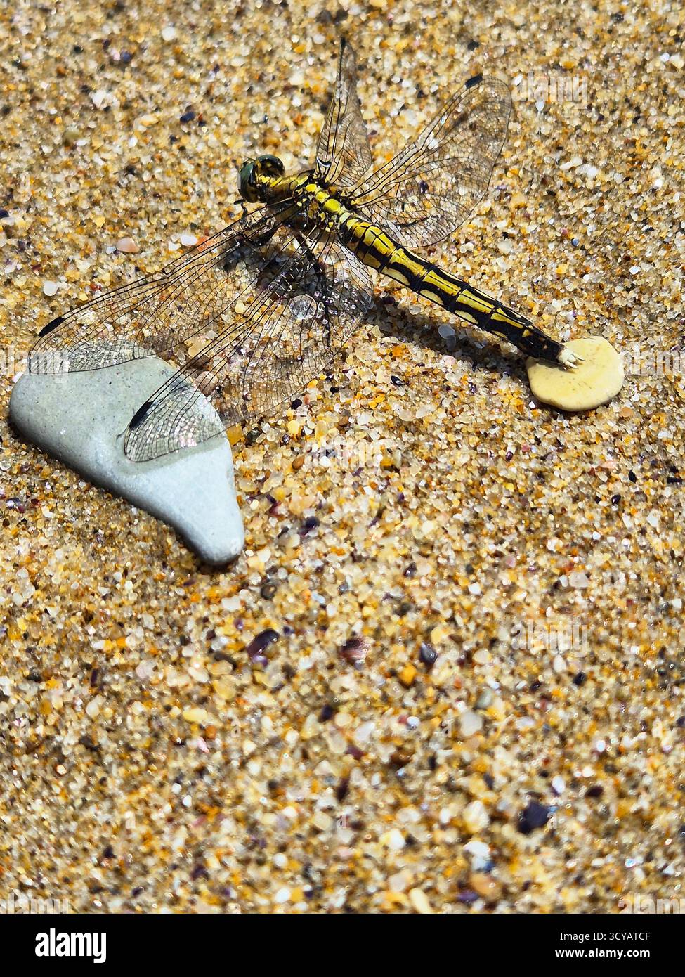 Dragonfly and sea pebbles hi-res stock photography and images - Alamy
