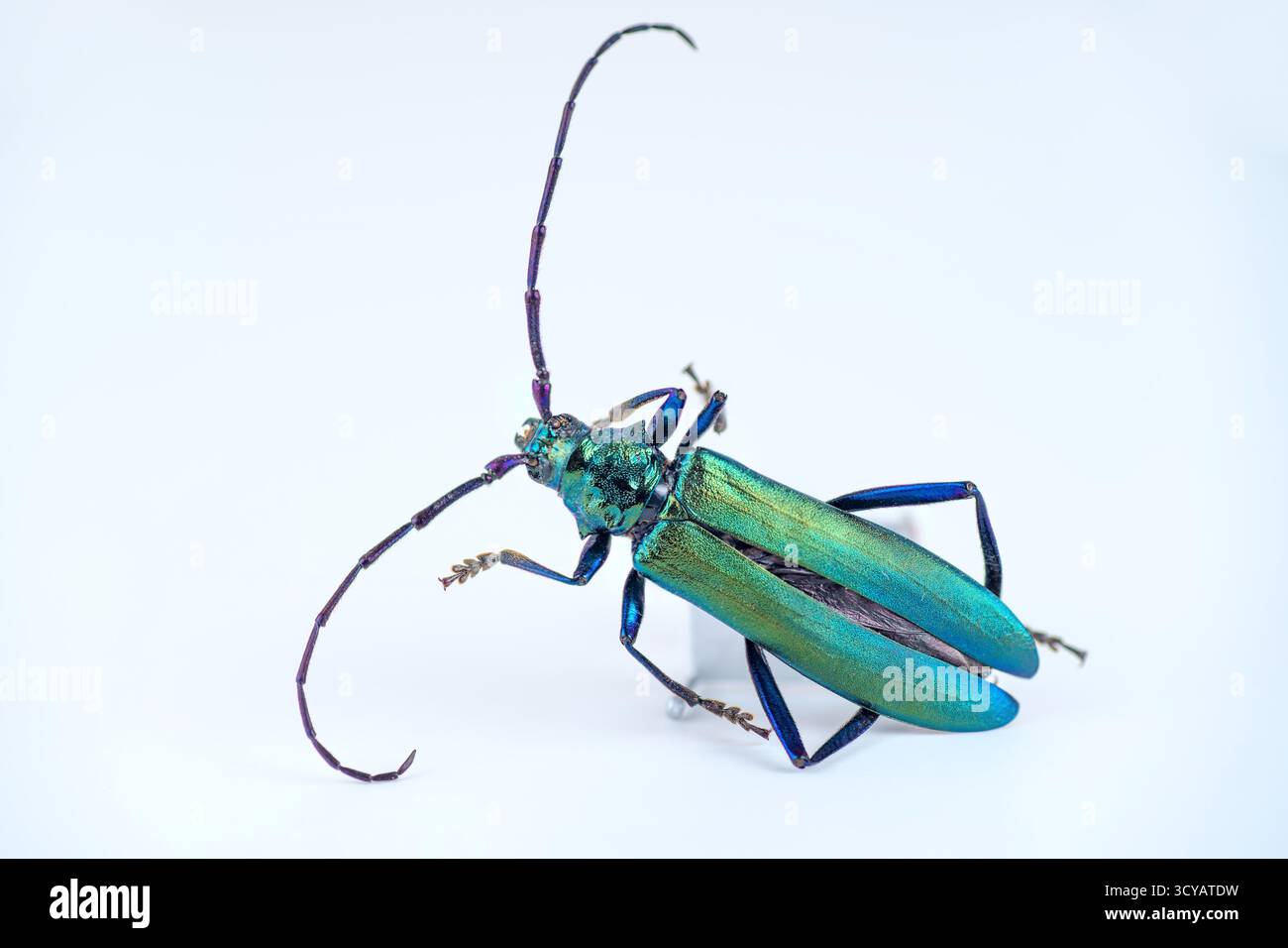 Close-up view of a vibrant beetle featuring iridescent green and blue ...