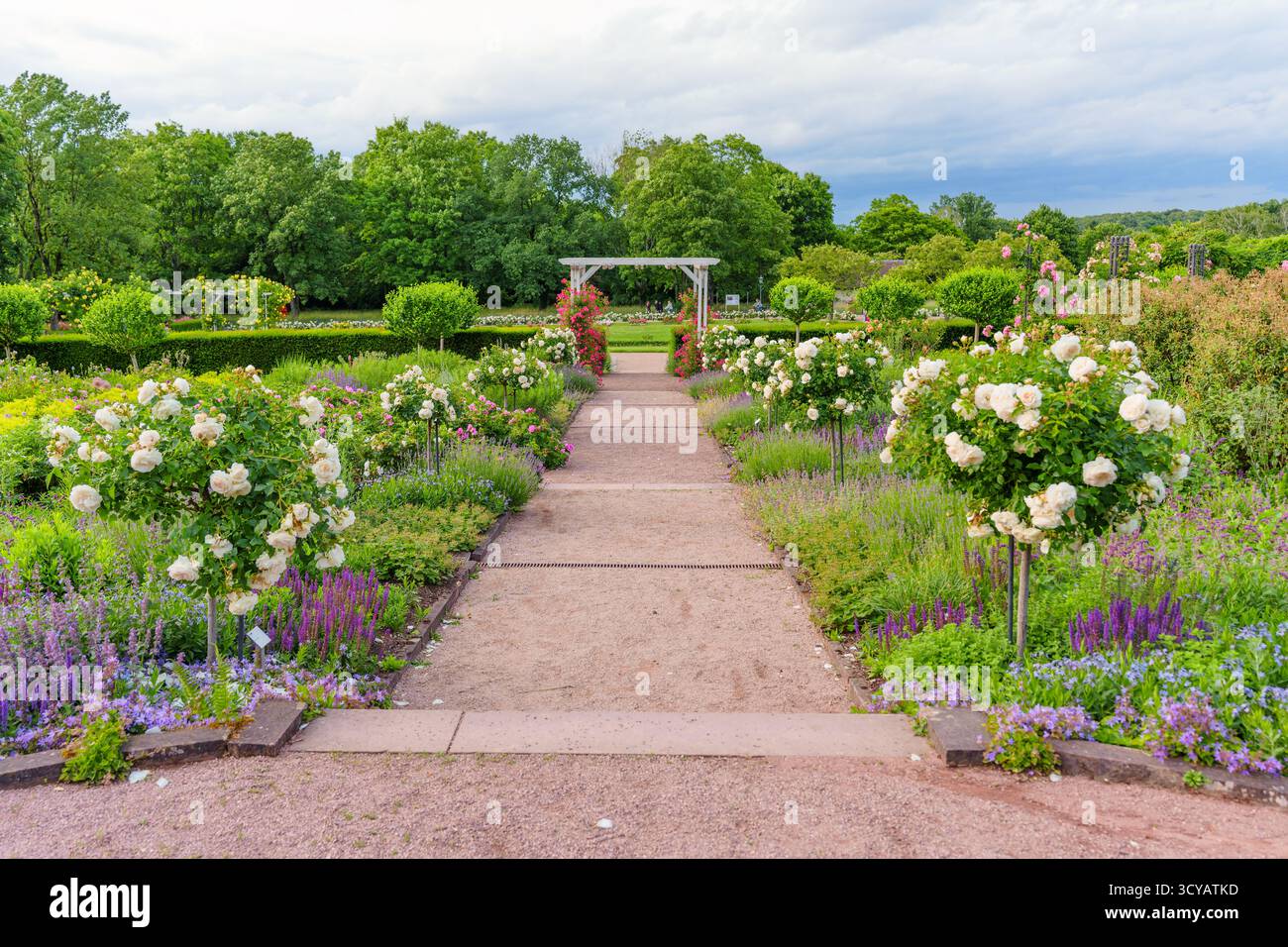 Pathway lined with white roses and colorful flowers leads through ...