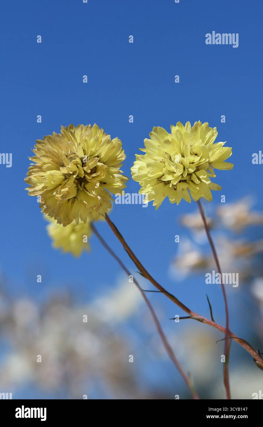 Flowers of Australian native Long Yellow Pom Pom daisy, Cephalipterum ...