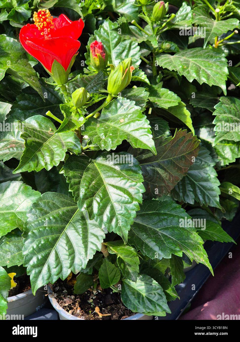 Leaves flower rich color hi-res stock photography and images - Alamy