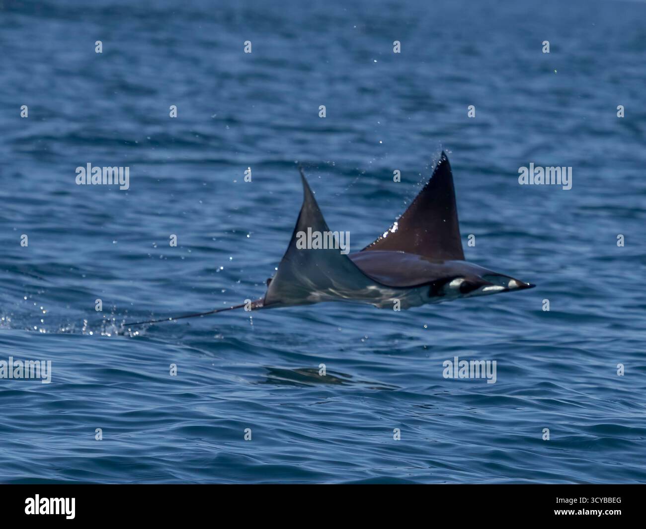 Flying mobula ray Stock Photo - Alamy