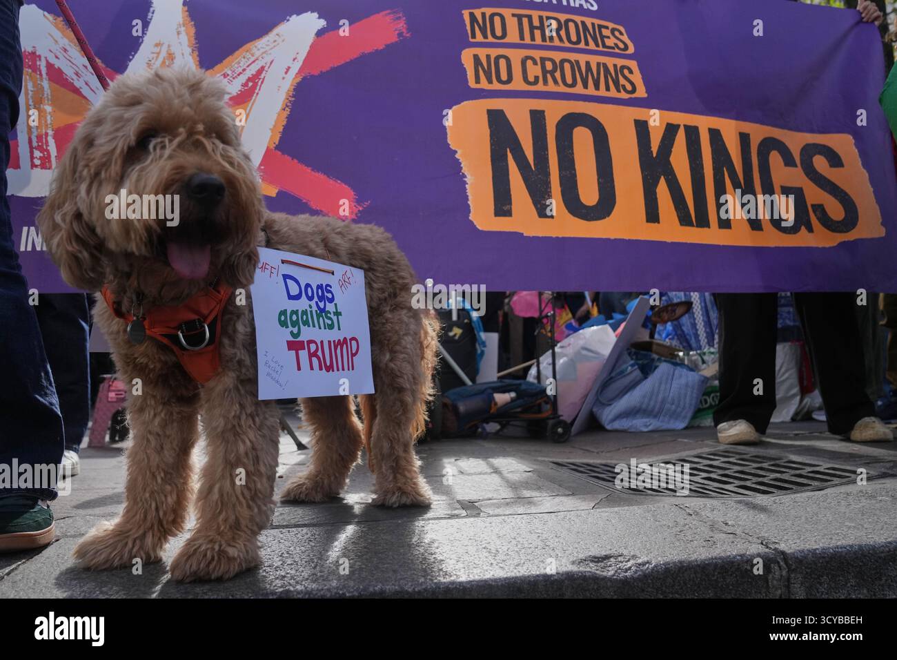 A dog with a sign reading "Dogs against Trump" is seen during a protest ...