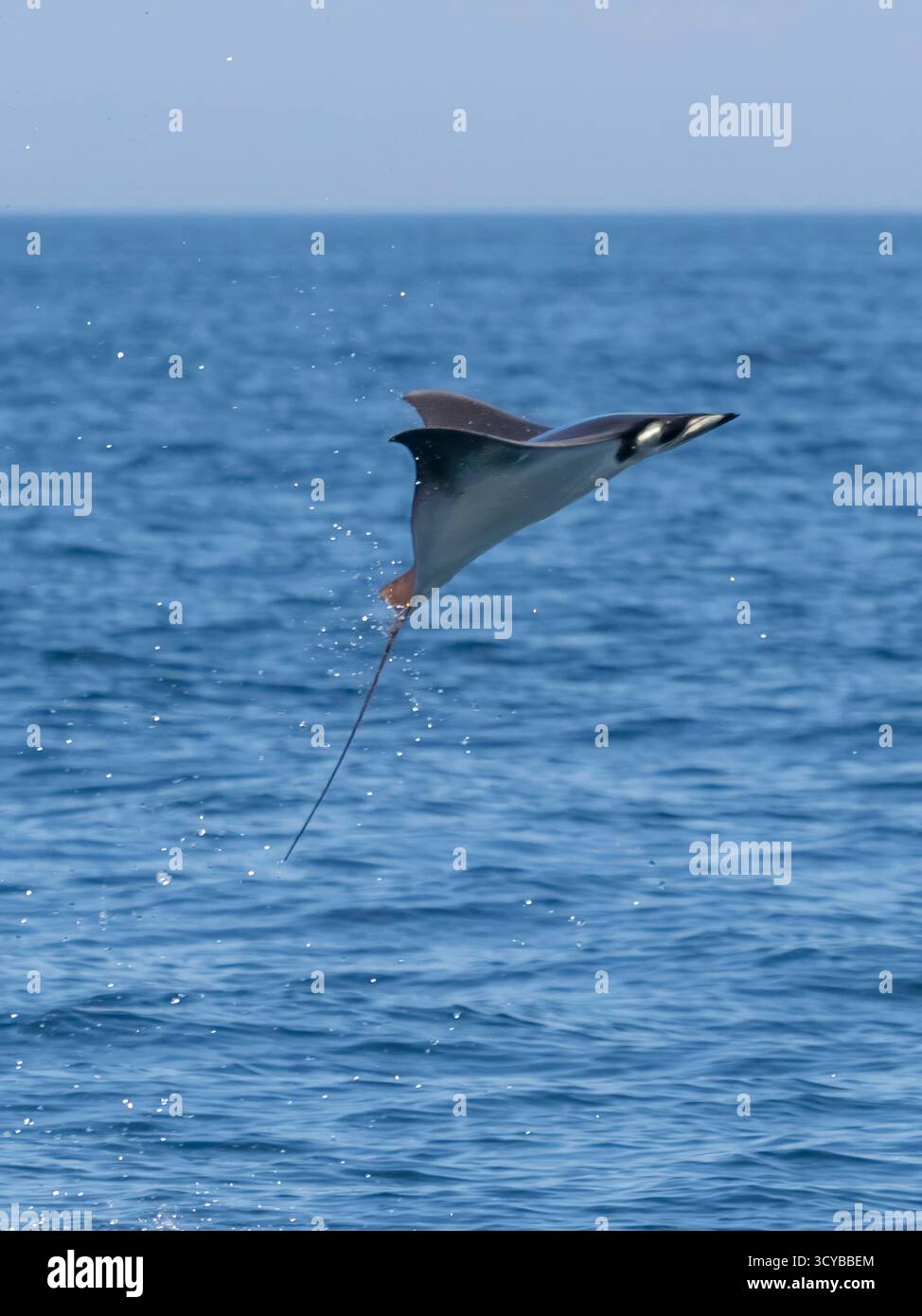 Flying mobula ray Stock Photo - Alamy