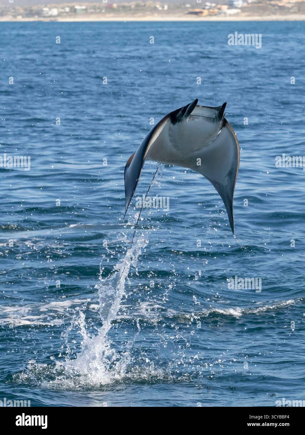 Flying mobula ray Stock Photo - Alamy