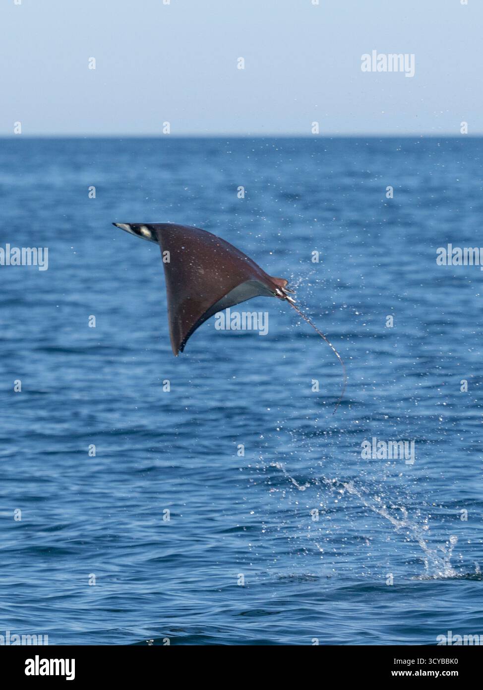 Flying mobula ray Stock Photo - Alamy