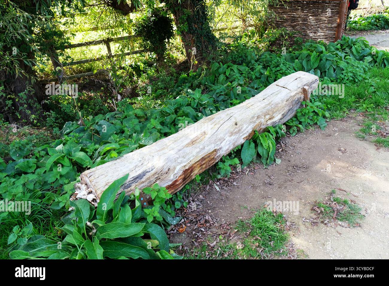 Wooden bench made from a tree trunk on a rural footpath - John Gollop ...