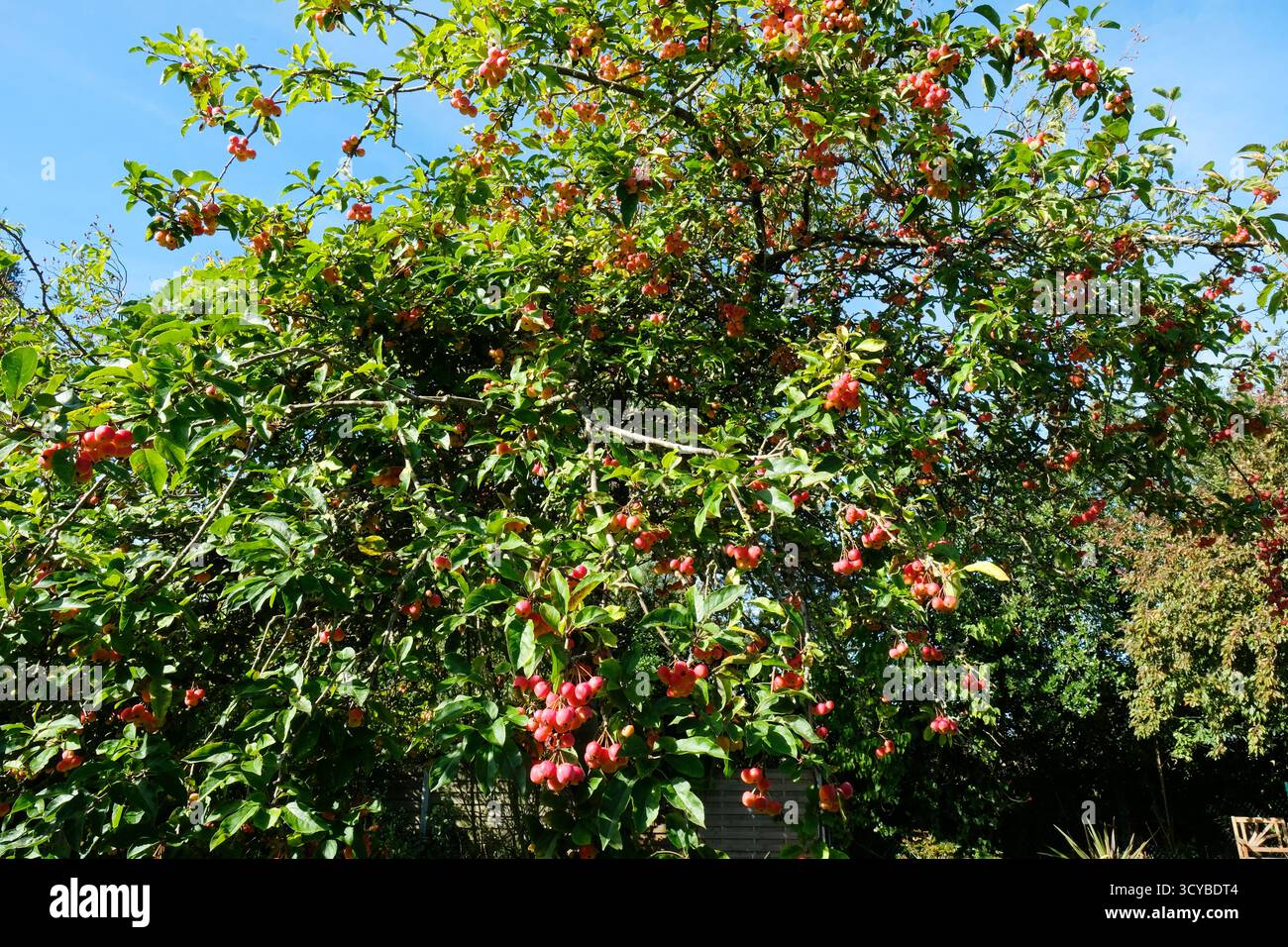 Autumnal Crab Apple tree fully laden with fruiting berries - John ...