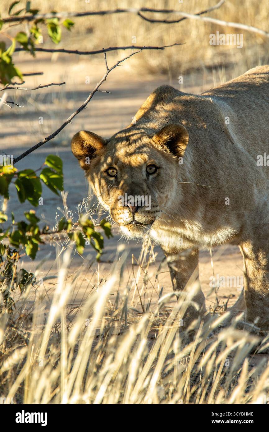 Lioness peering out from the cover of a mopane tree, stalking her prey ...