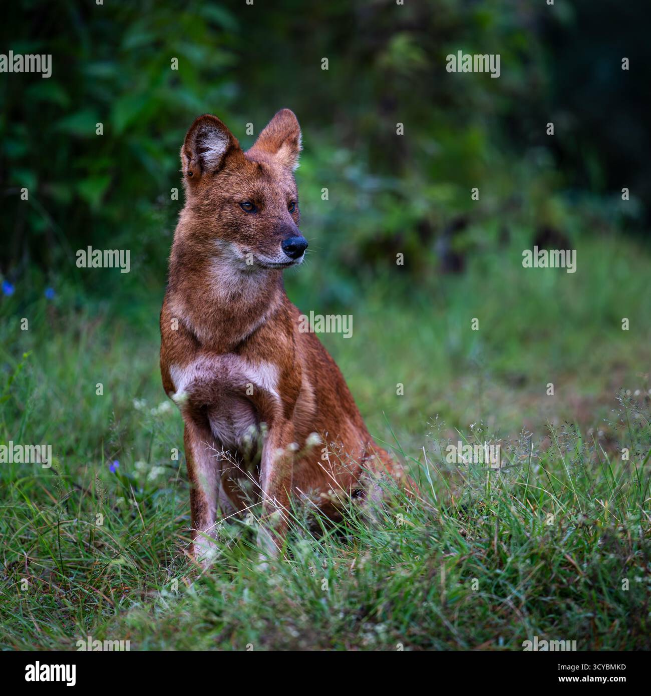 Dhole jungle habitat hi-res stock photography and images - Alamy