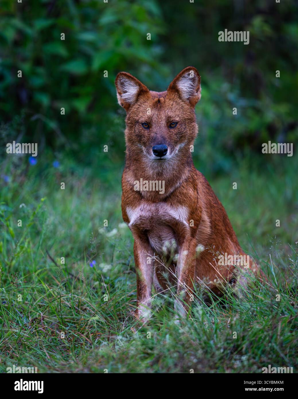 Dhole rare predator hi-res stock photography and images - Alamy