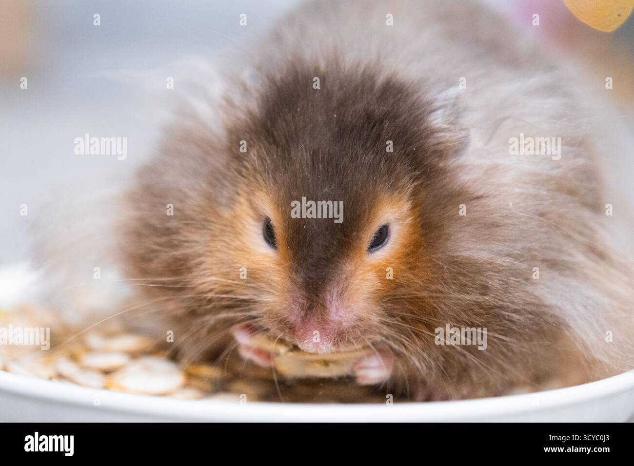 Funny shaggy fluffy hamster sitting in plate And eats seeds on a ...