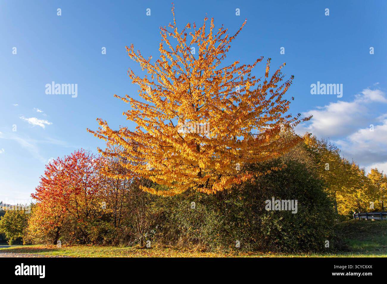 251018GoldenerOktober News ID: EN 2025-10-18 Nach tagelangem, tristem ...