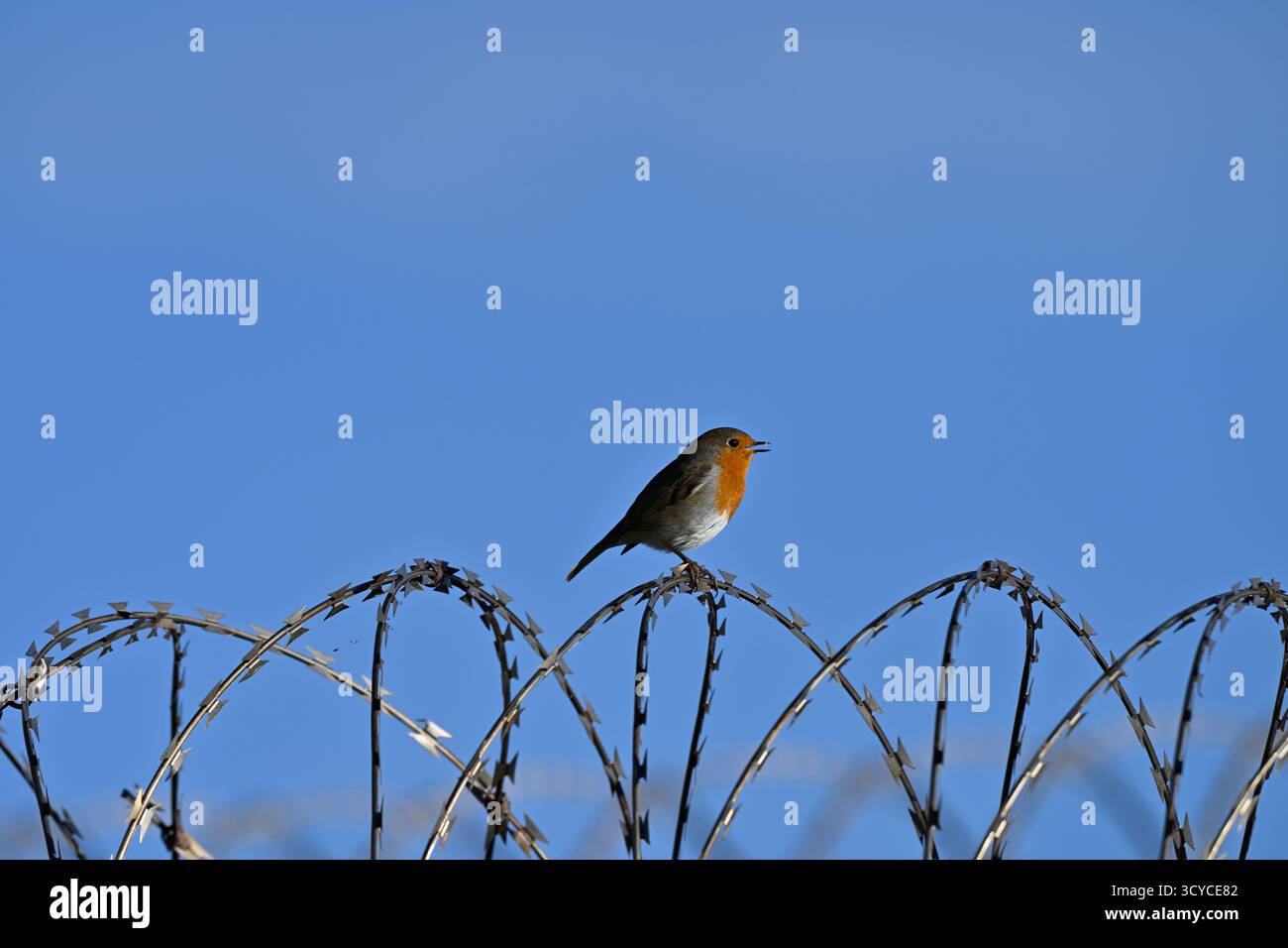 Robin on a wire hi-res stock photography and images - Alamy