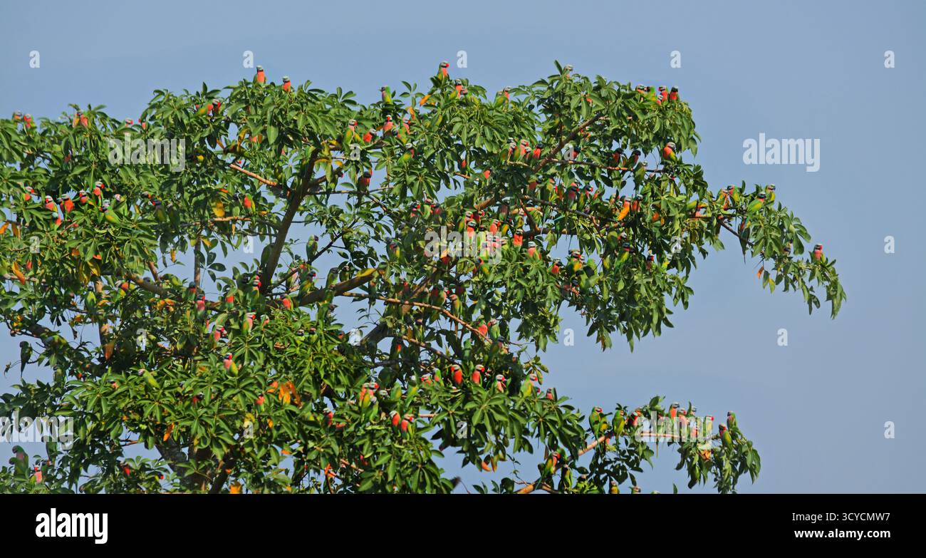 A flock of parrots in Bangladesh paints the sky with vibrant colors and ...