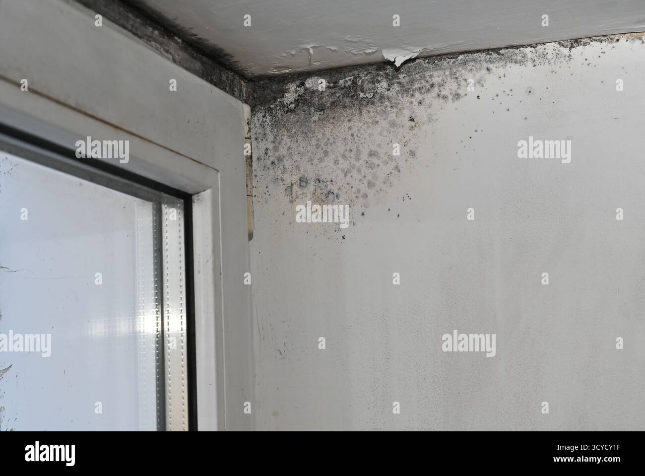 Mold accumulation on window sill. Mold spreads along edges, affecting ...