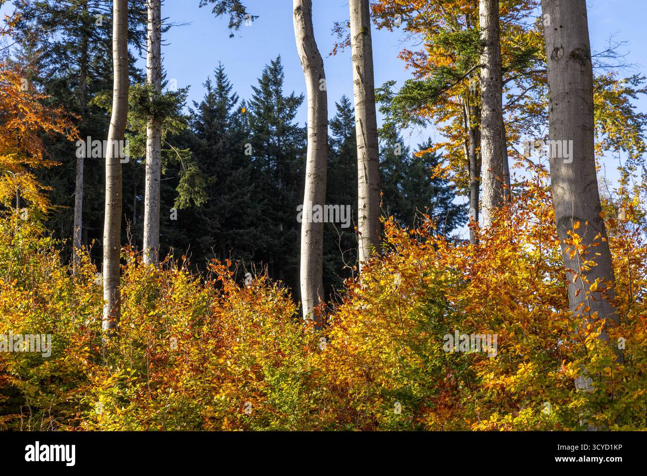 Herbst im Taunus Herbstwald im Taunus bei Seelenberg., Schmitten Hessen ...