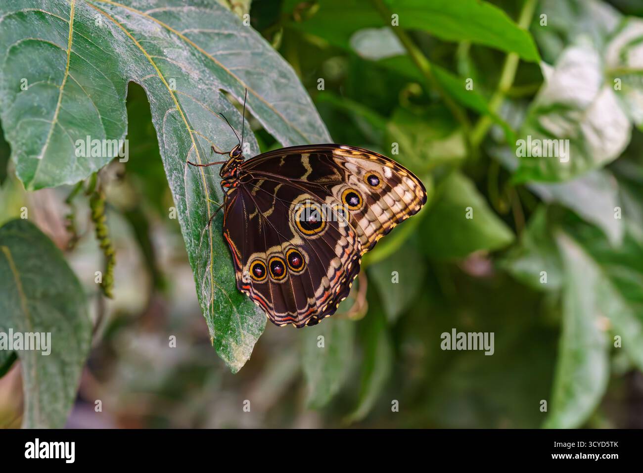 Morpho peleides, Peleides blue morpho, common morpho or the emperor ...