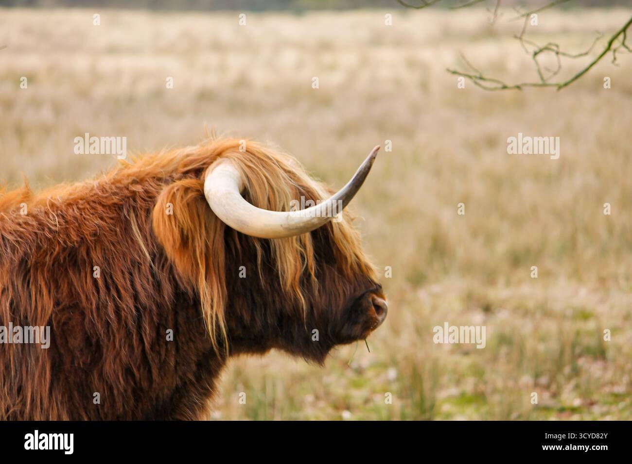Shaggy highland cow looks hi-res stock photography and images - Alamy