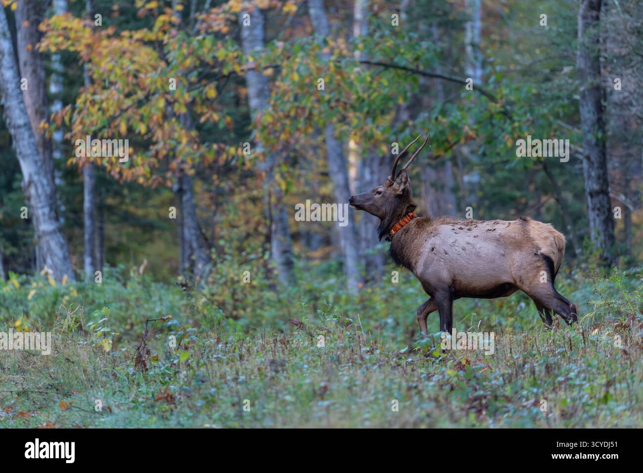 Elk in the Clam Lake area of northern Wisconsin Stock Photo - Alamy