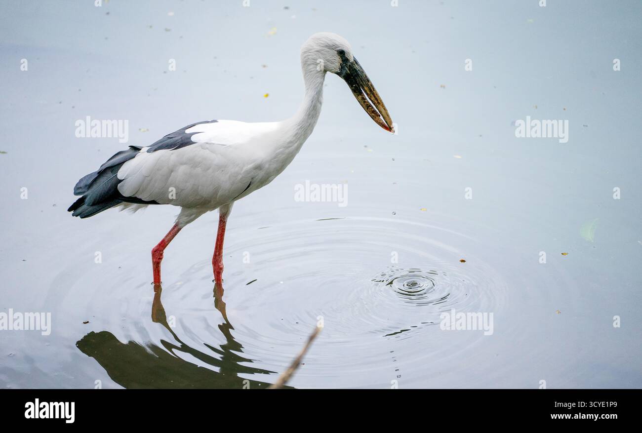 Stork in the water hi-res stock photography and images - Alamy