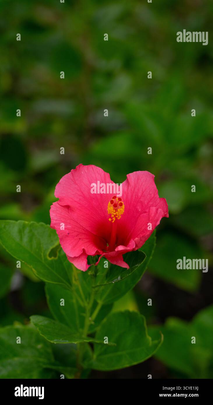 Light pink tropical flower hi-res stock photography and images - Alamy