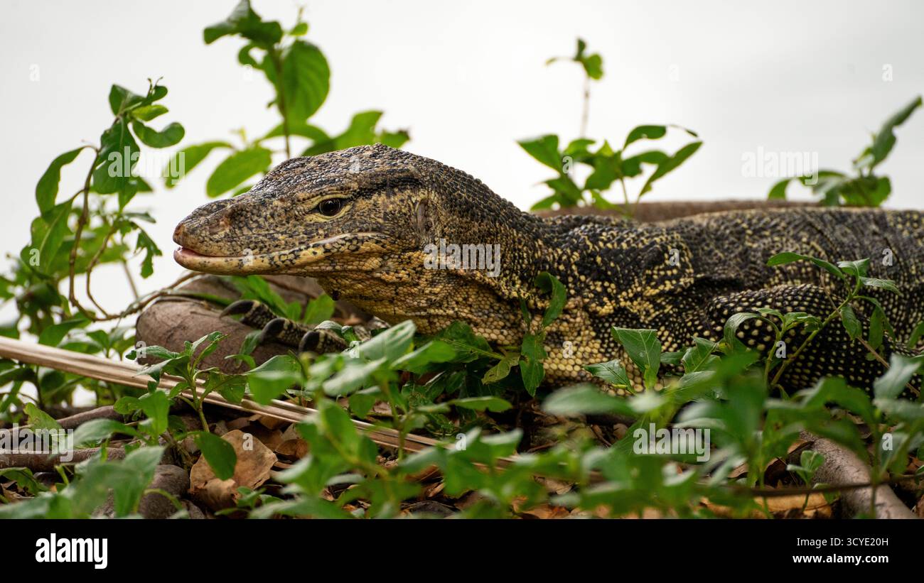 Monitor lizard up close Stock Photo - Alamy
