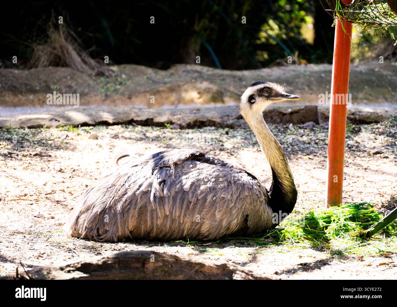 Greater Rhea sitting on the ground Stock Photo - Alamy