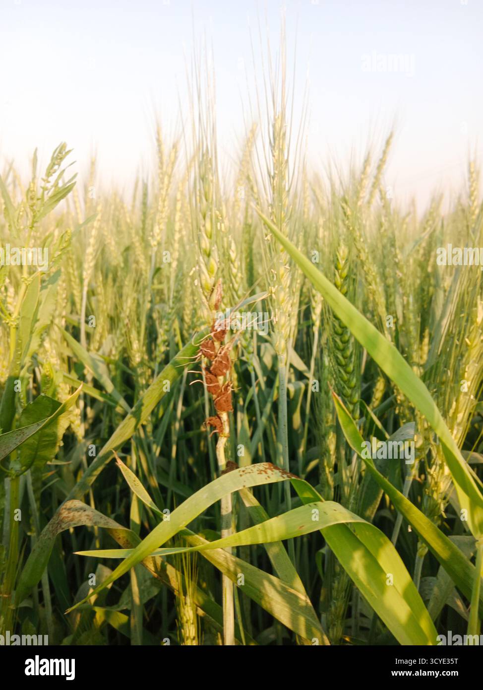 Wheat Plant infected Smut Disease closeup view The image shows the ...