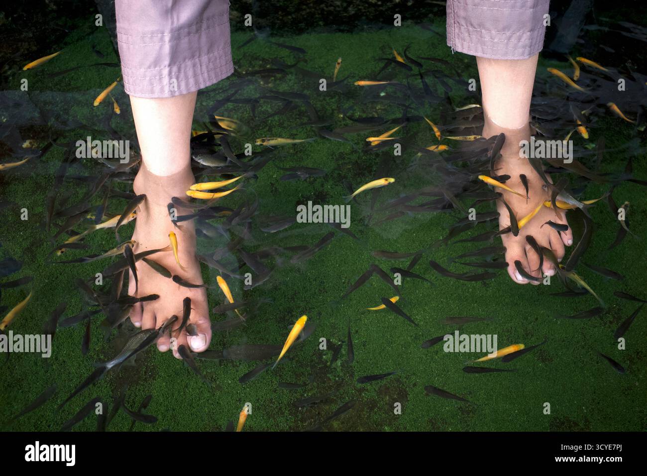 A fish spa pedicure Rufa Garra treatment, known as ichthyotherapy or ...