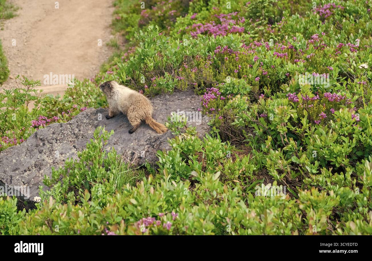 Wildlife nature. Marmot capybara. Marmot wild groundhog. Woodchuck ...
