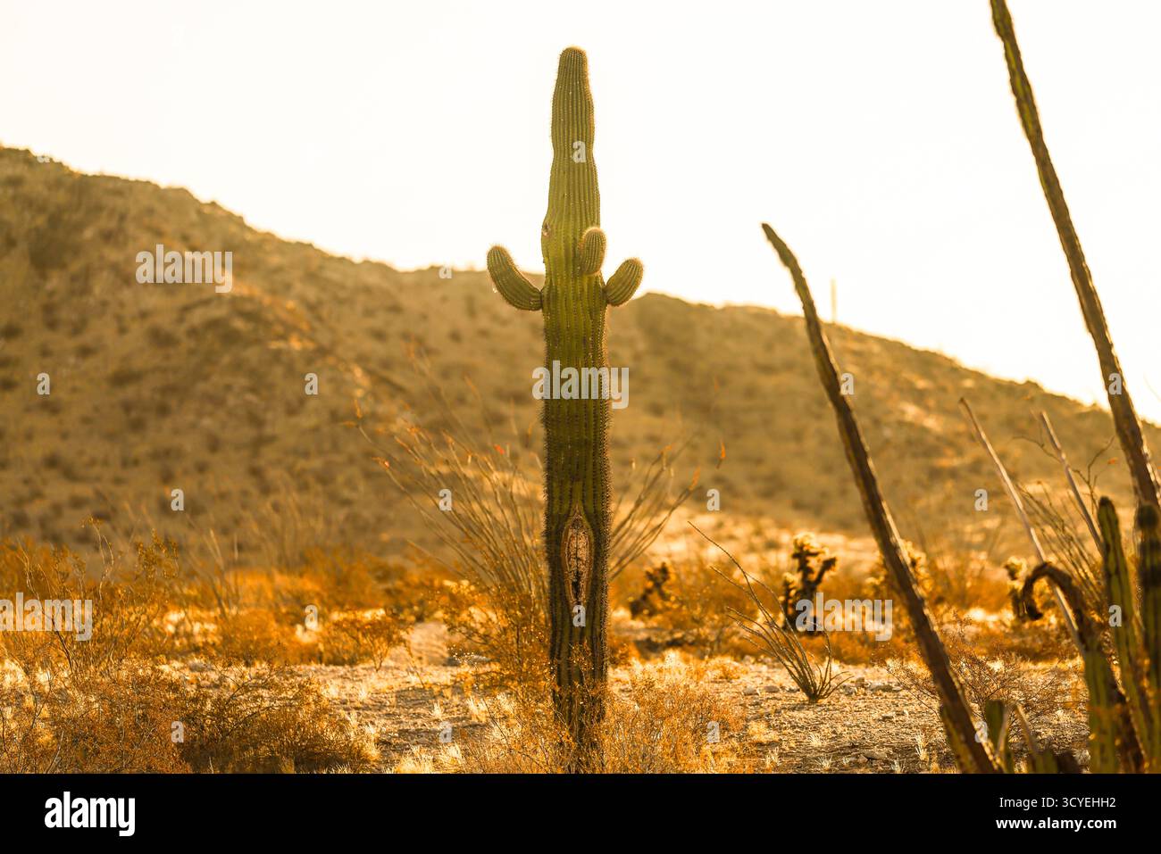 Sonoran Desert, El Pinacate Biosphere Reserve and the Great Altar ...