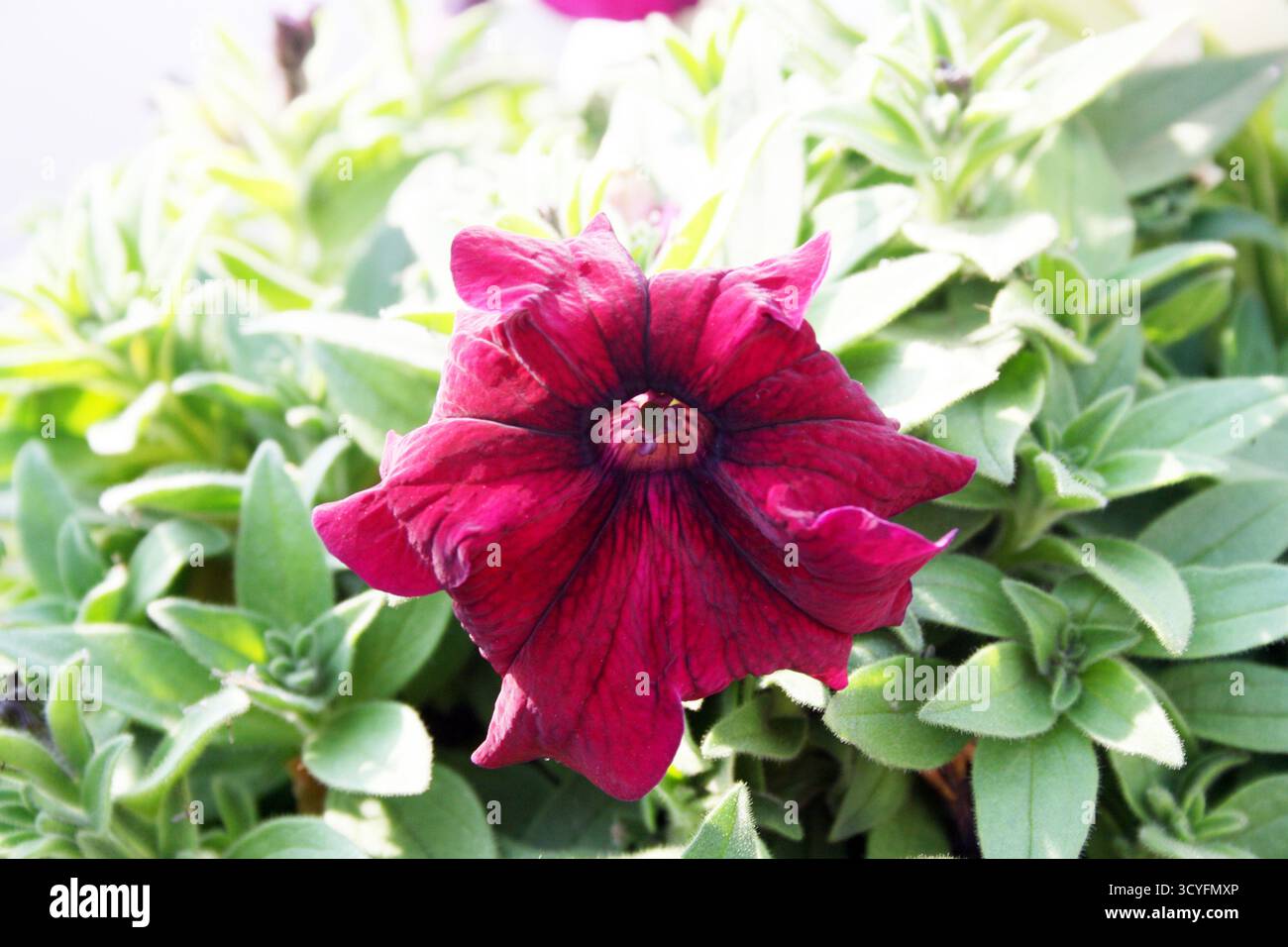 Petunia varieties hi-res stock photography and images - Alamy