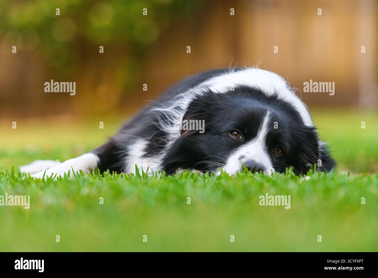 Border collie captured in hi-res stock photography and images - Alamy