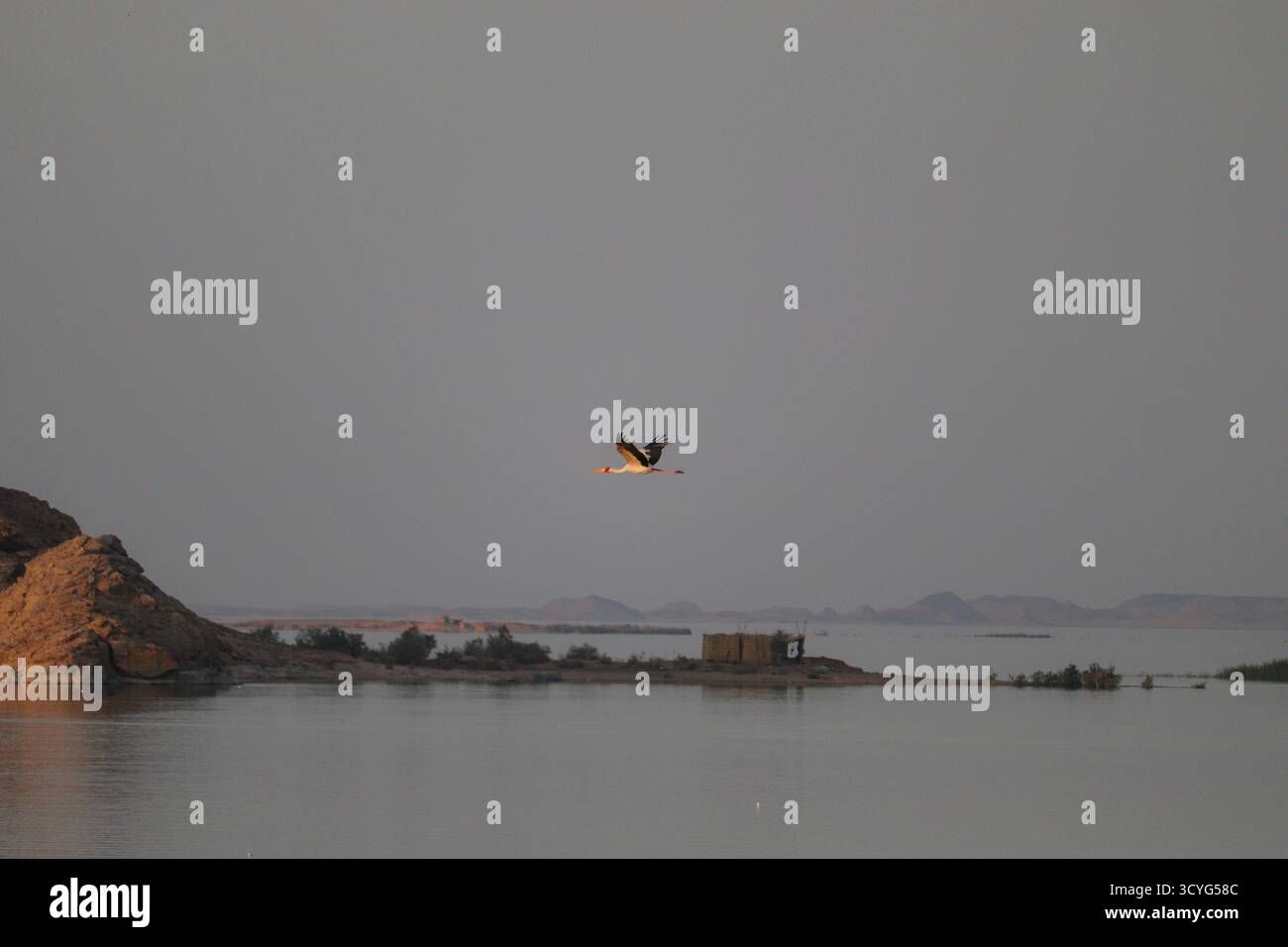 Birds on Lake Nasser, Nubia, Egypt Stock Photo - Alamy