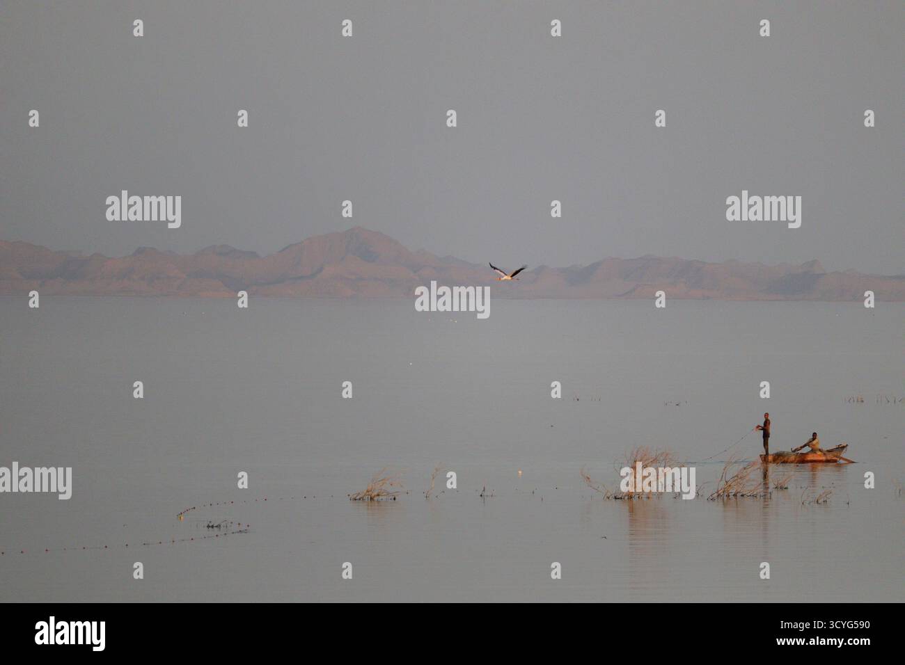 Birds on Lake Nasser, Nubia, Egypt Stock Photo - Alamy