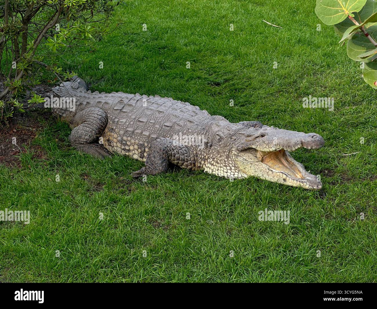 Crocodile sign people hi-res stock photography and images - Alamy