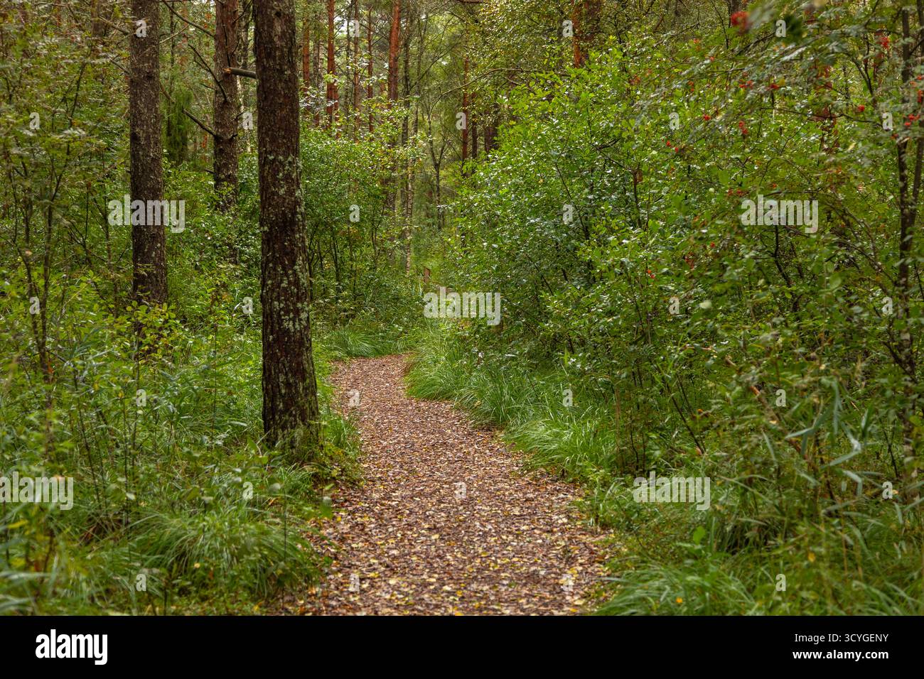 Narrow forest path covered with autumn leaves in Koigi Nature Reserve ...