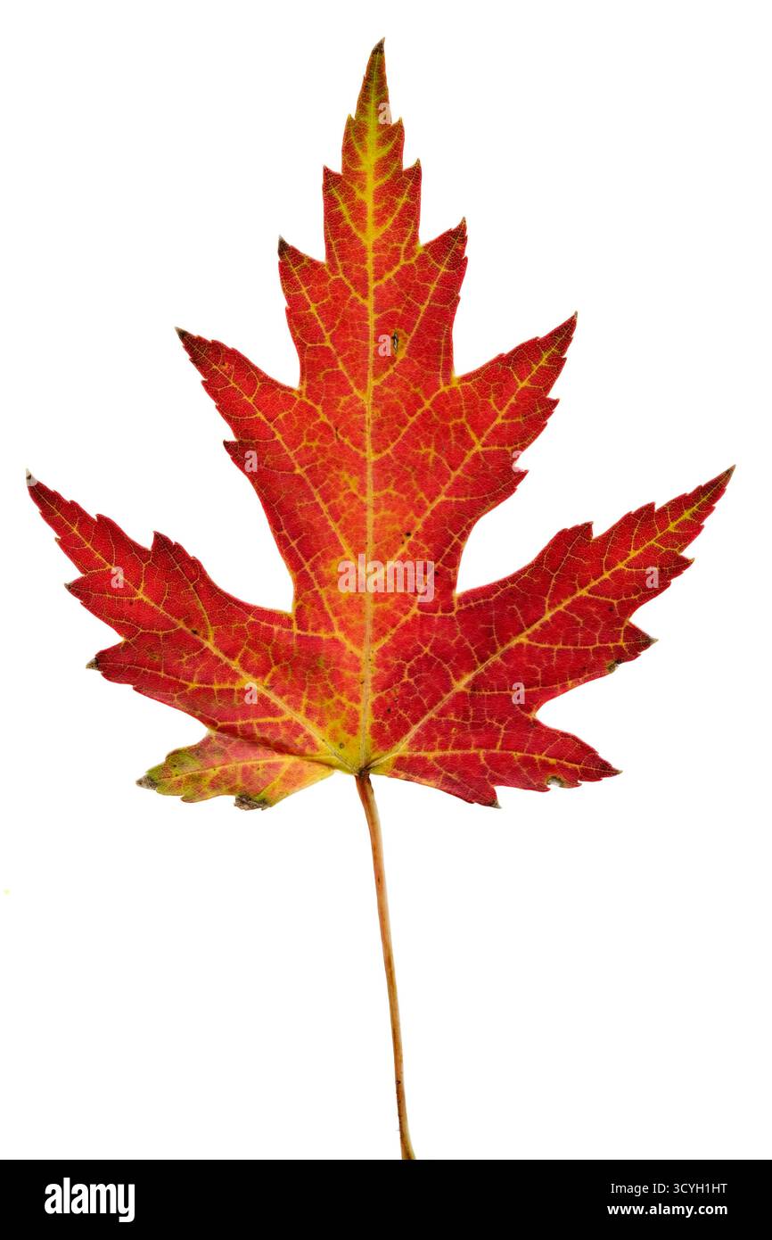 Hungary autumn Cut Out Stock Images & Pictures - Alamy