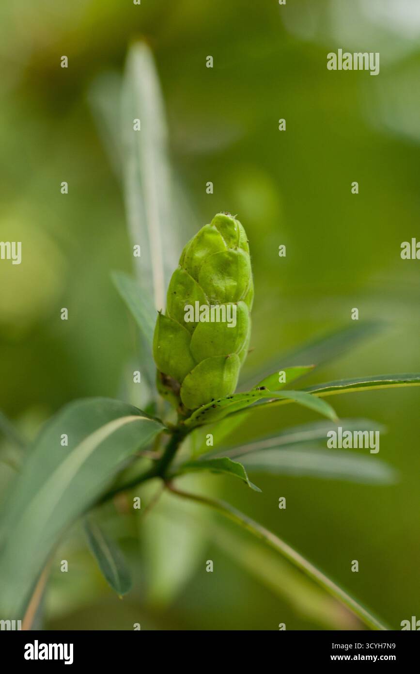 A green flower bud of Barleria lupulina, known as Hophead Philippine ...