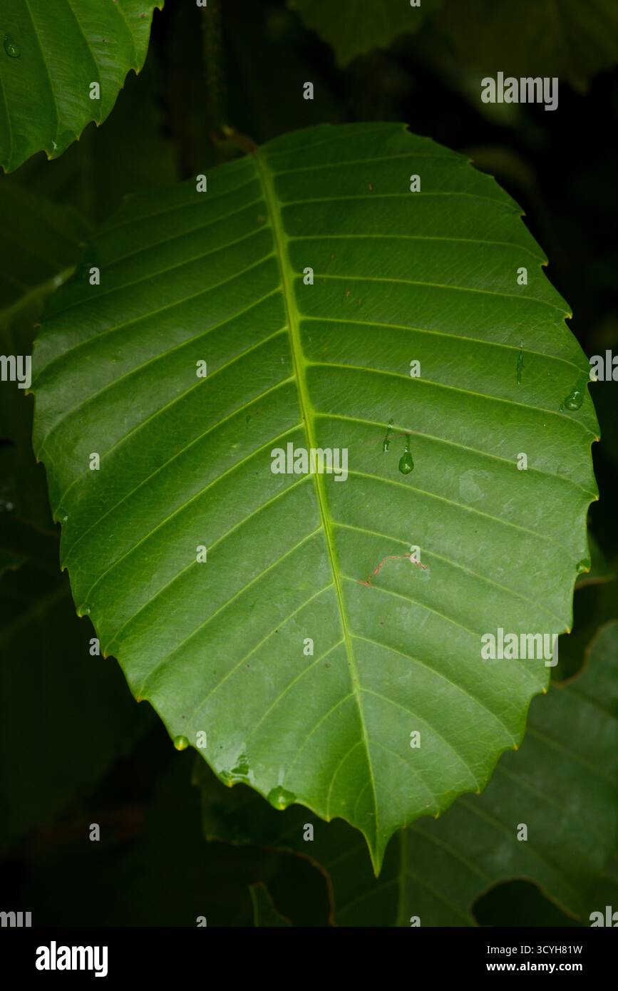 A glossy tropical leaf with symmetrical veins and serrated edges ...