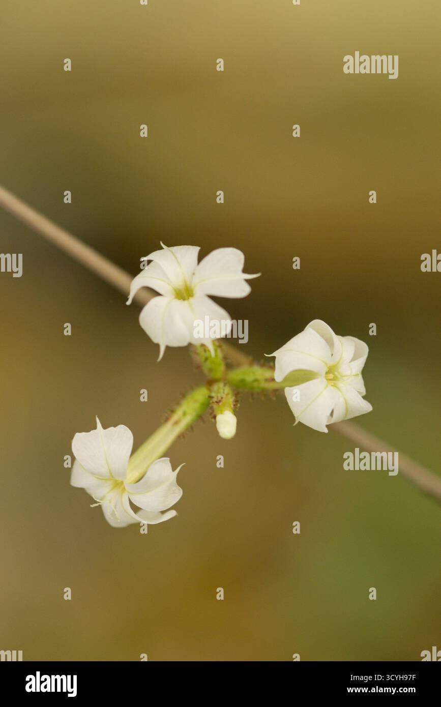 Macro of Uncarina leptocarpa flower, a rare succulent shrub native to ...